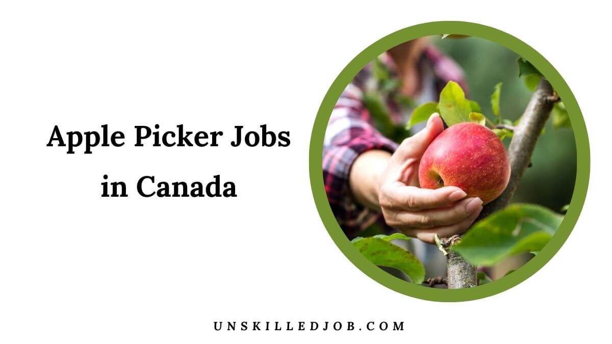 Apple Picker Jobs in Canada 2025 - Urgent Hiring