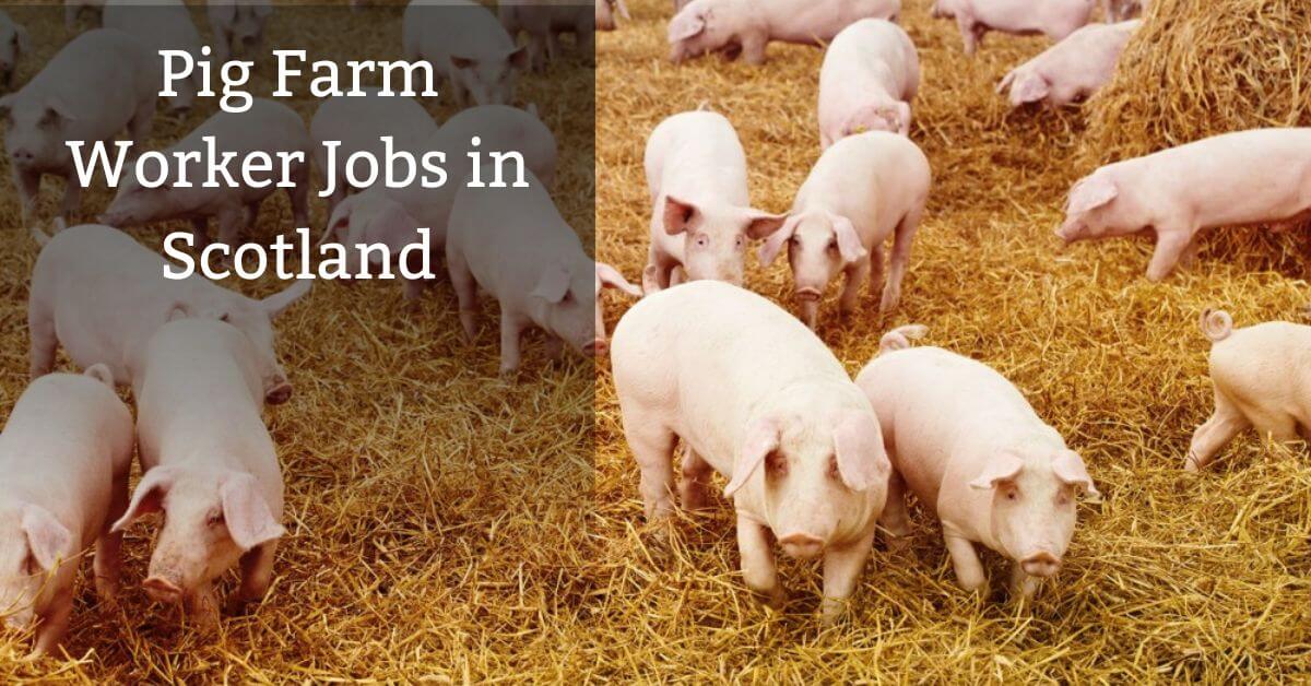 Pig Farm Worker Jobs in Scotland 2026 - with Work Visa