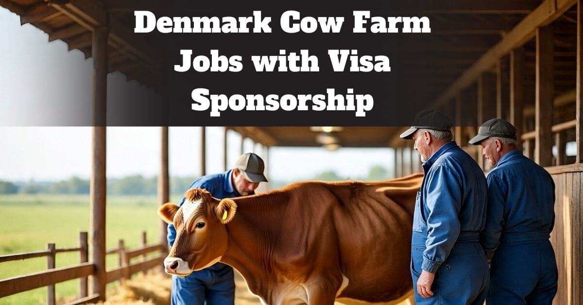 Denmark Cow Farm Jobs with Visa Sponsorship 2026 - Apply Now